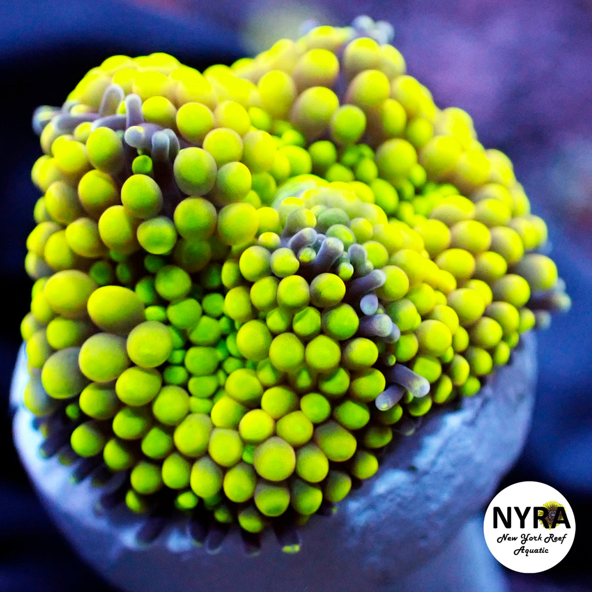 NYRA Yellow Tinted Ricordea Yuma – New York Reef Aquatic
