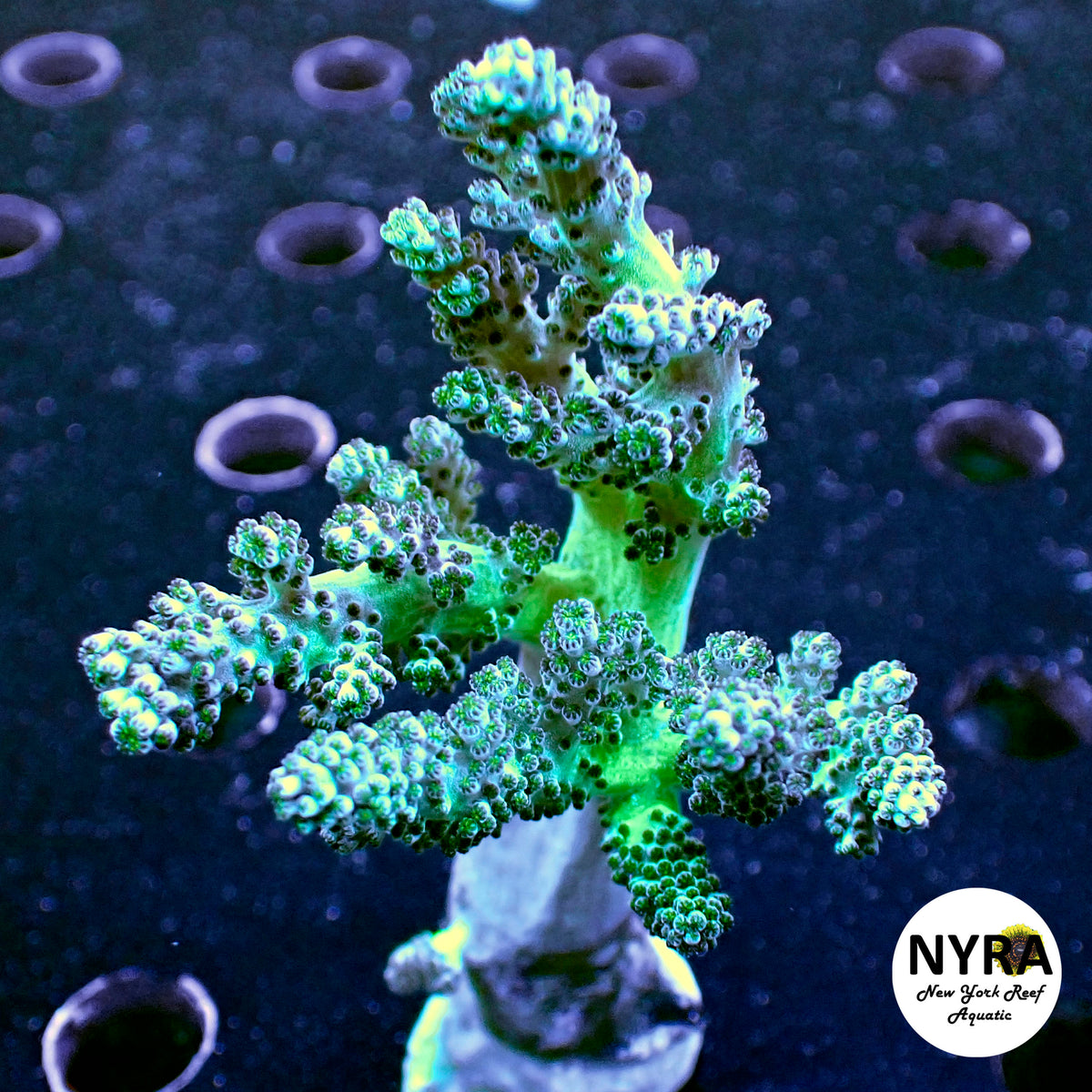 Neptunes Nephthea – New York Reef Aquatic