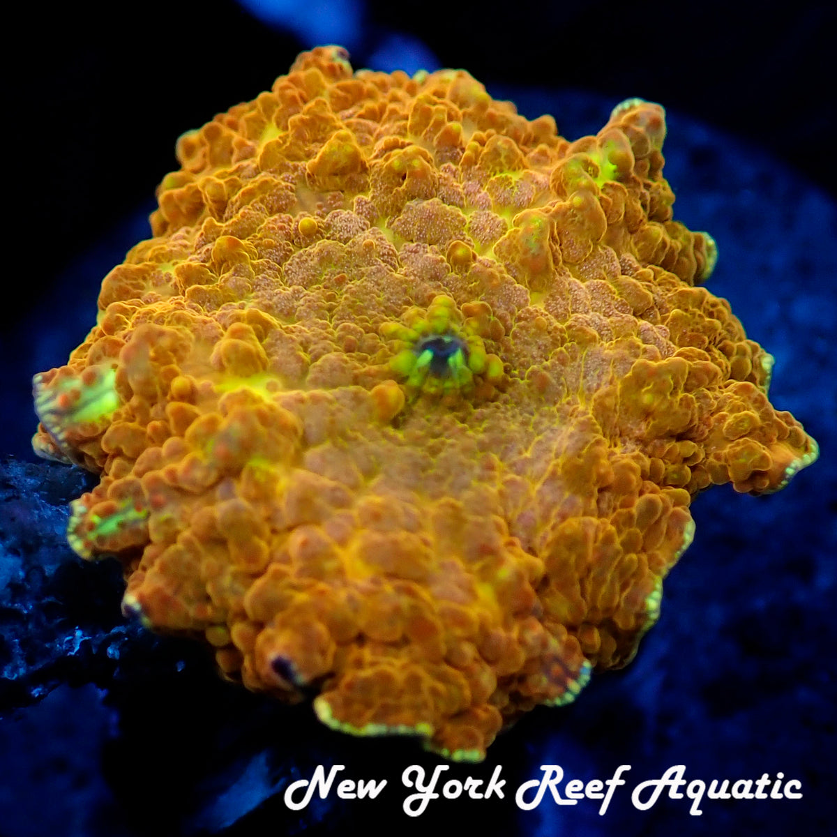 New York Reef Aquatic