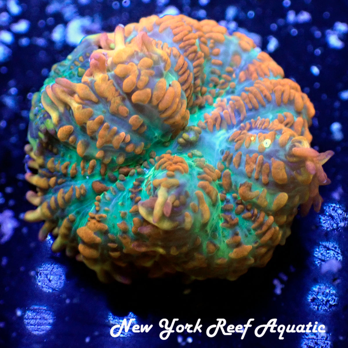 WYSIWYG Orange Superman Rhodactis Mushroom – New York Reef Aquatic