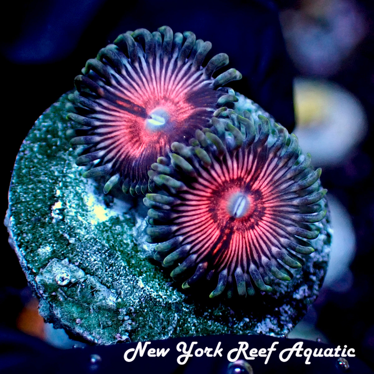 New York Reef Aquatic