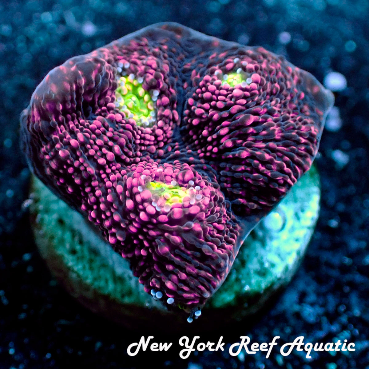 LPS & SPS & Soft Corals – New York Reef Aquatic