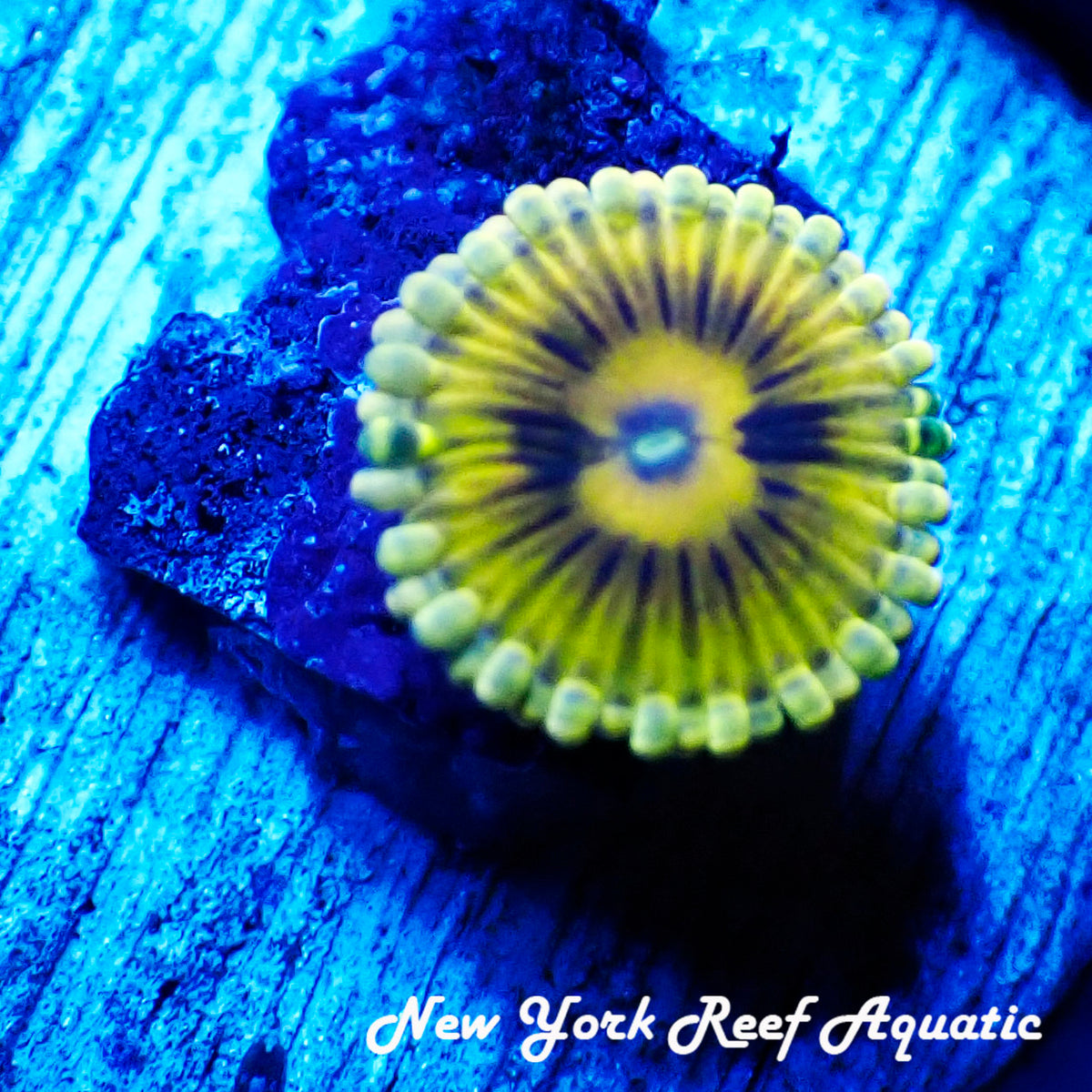 New York Reef Aquatic