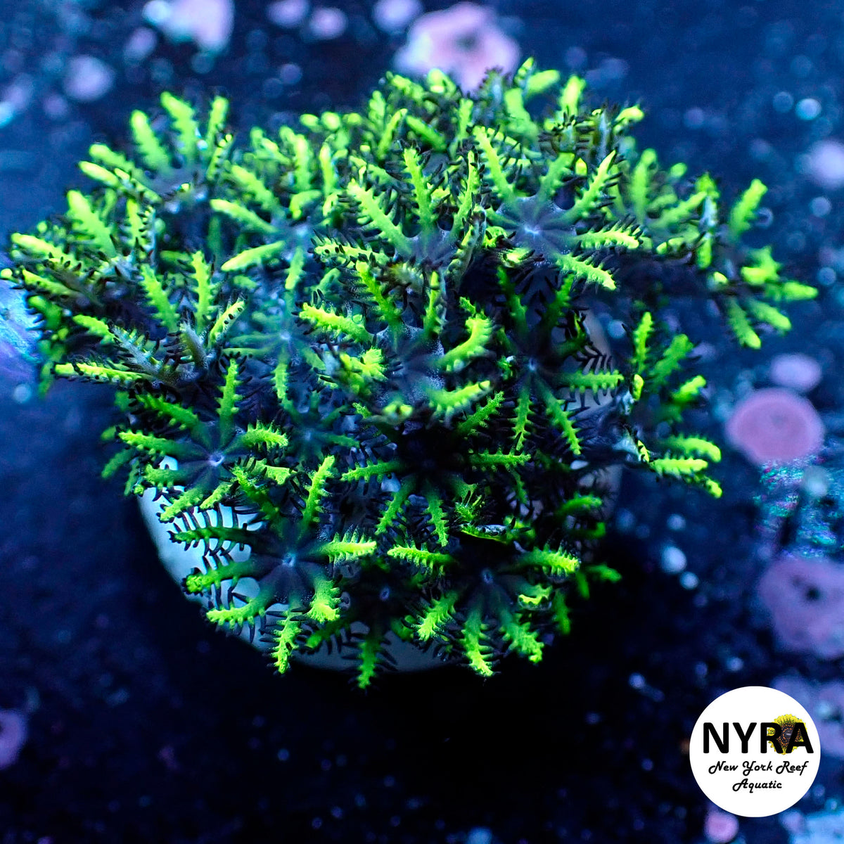 Sympodium – New York Reef Aquatic