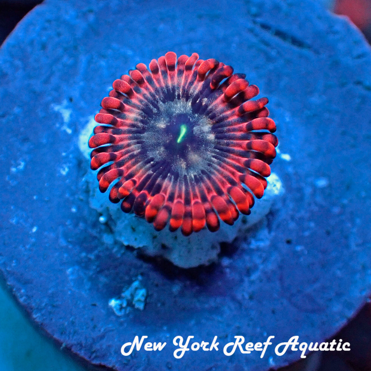 Utter Peace Zoanthid – New York Reef Aquatic