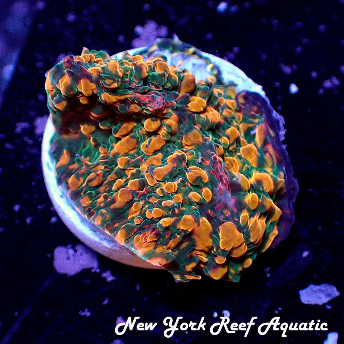 New York Reef Aquatic