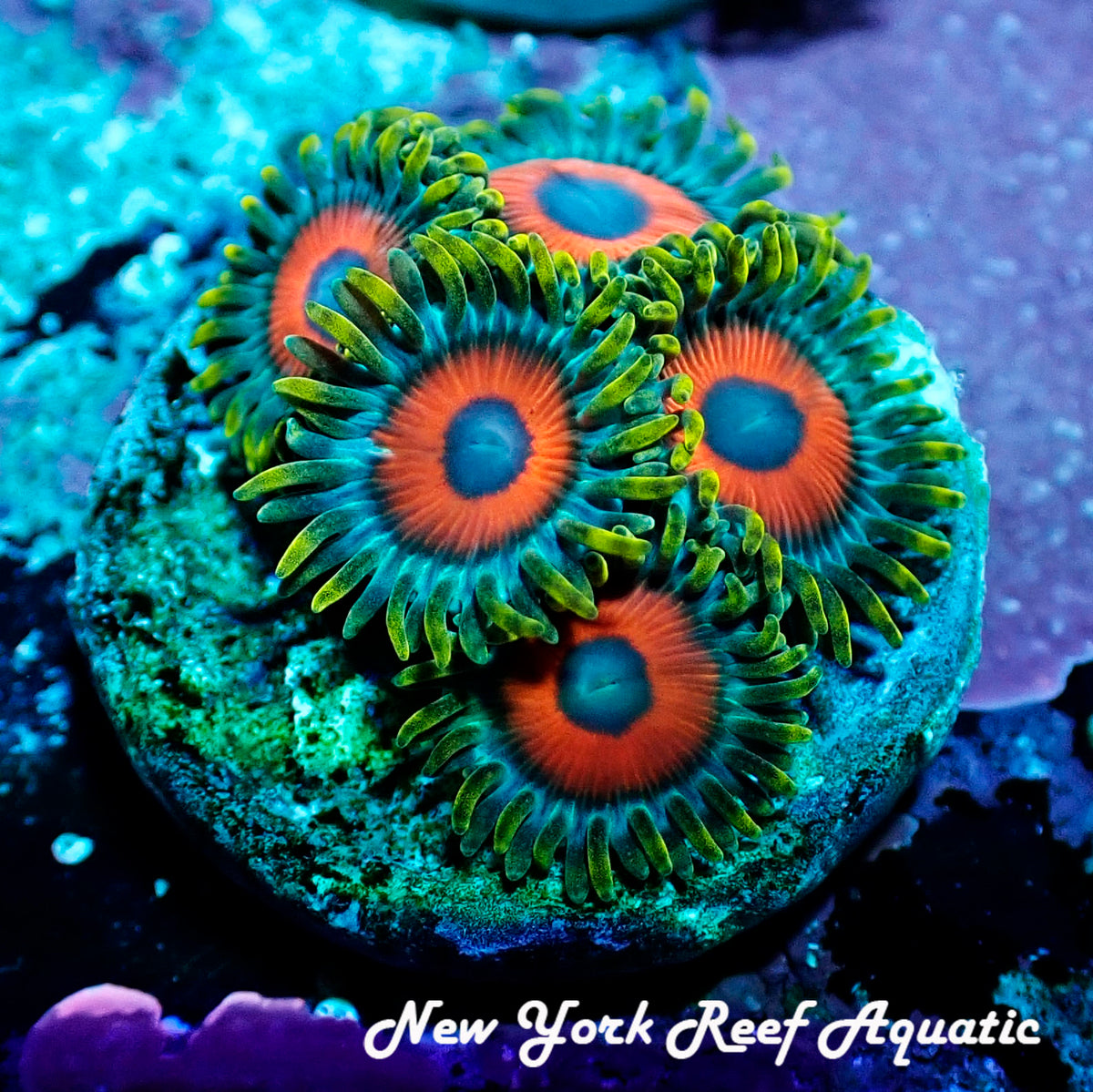 New York Reef Aquatic