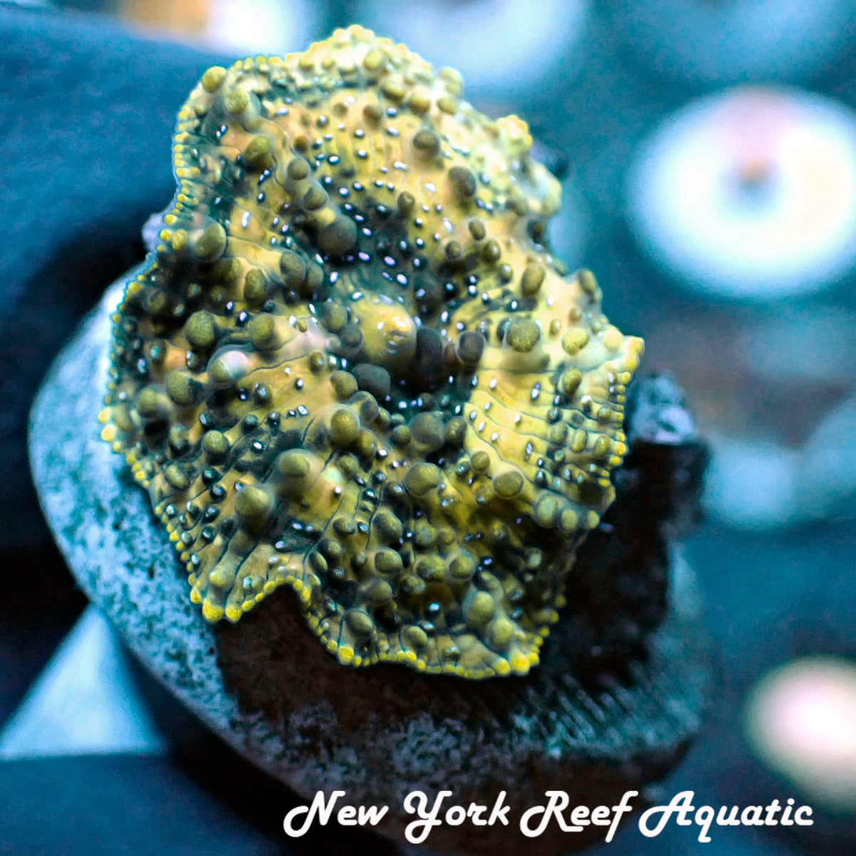 New York Reef Aquatic