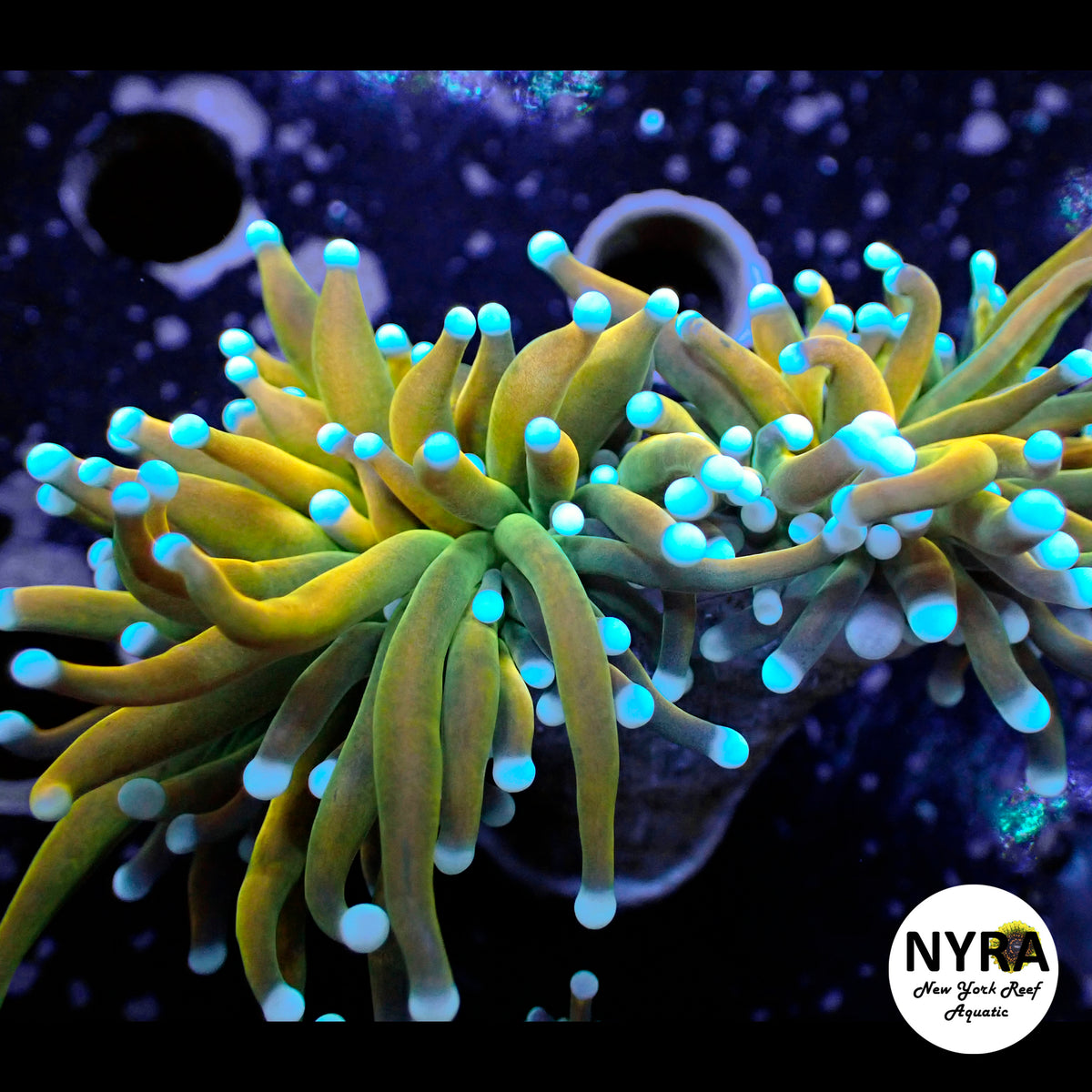TSA Pot O Gold Torch 2 Head Frag – New York Reef Aquatic